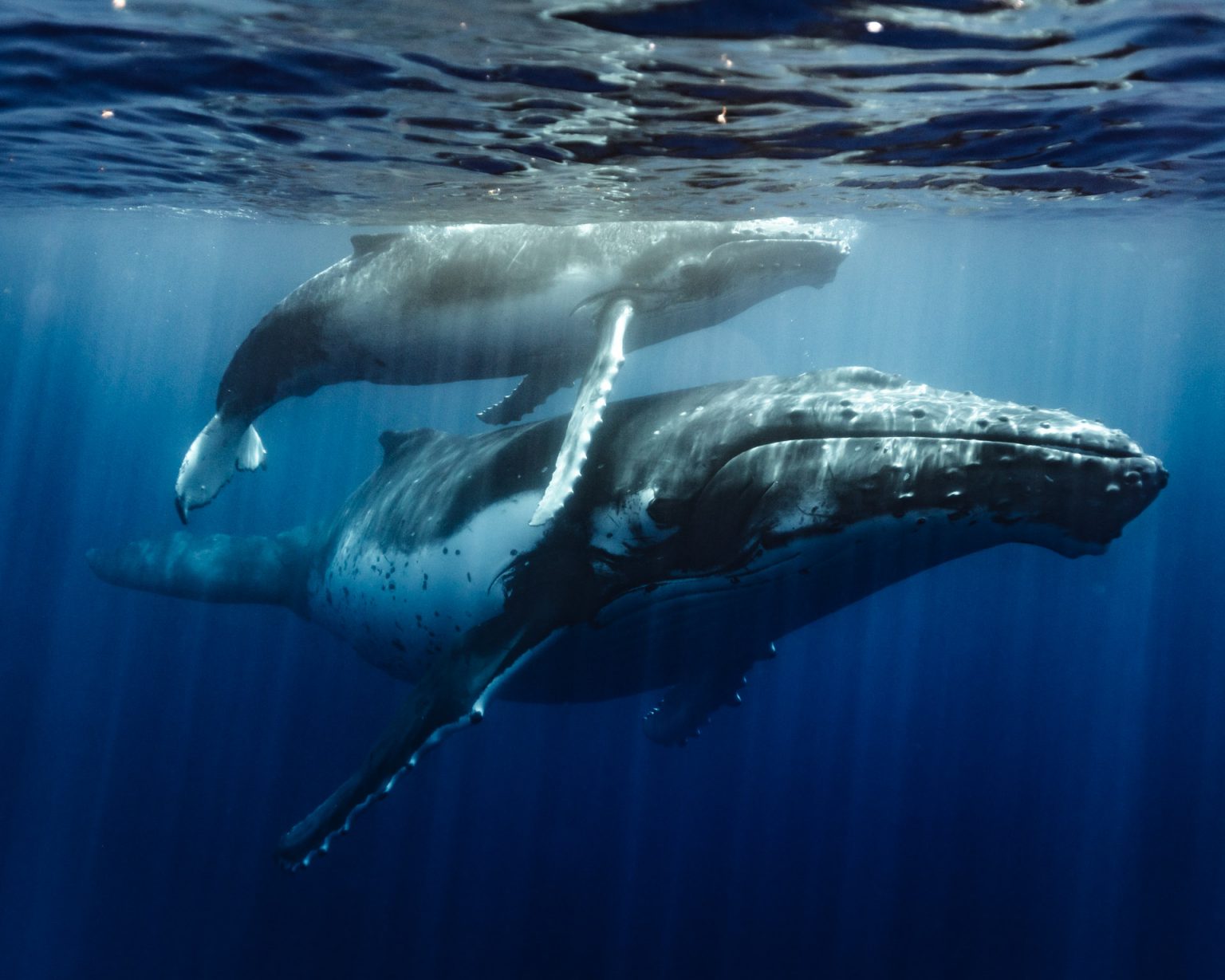 MARINE SPECIES – moorea-ocean-adventures.com