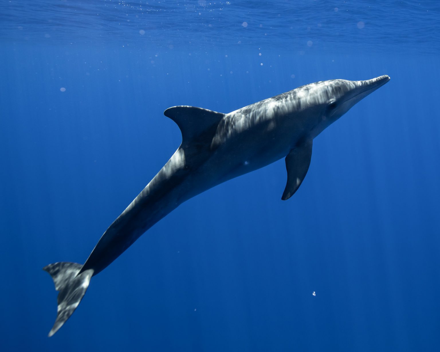MARINE SPECIES – moorea-ocean-adventures.com
