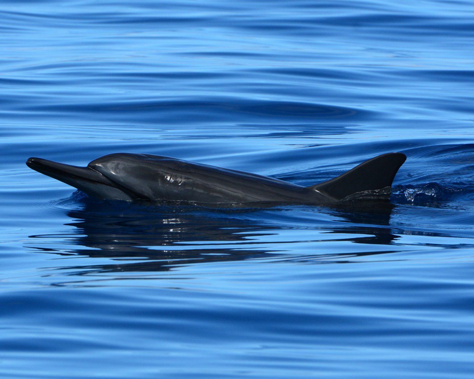 MARINE SPECIES – moorea-ocean-adventures.com