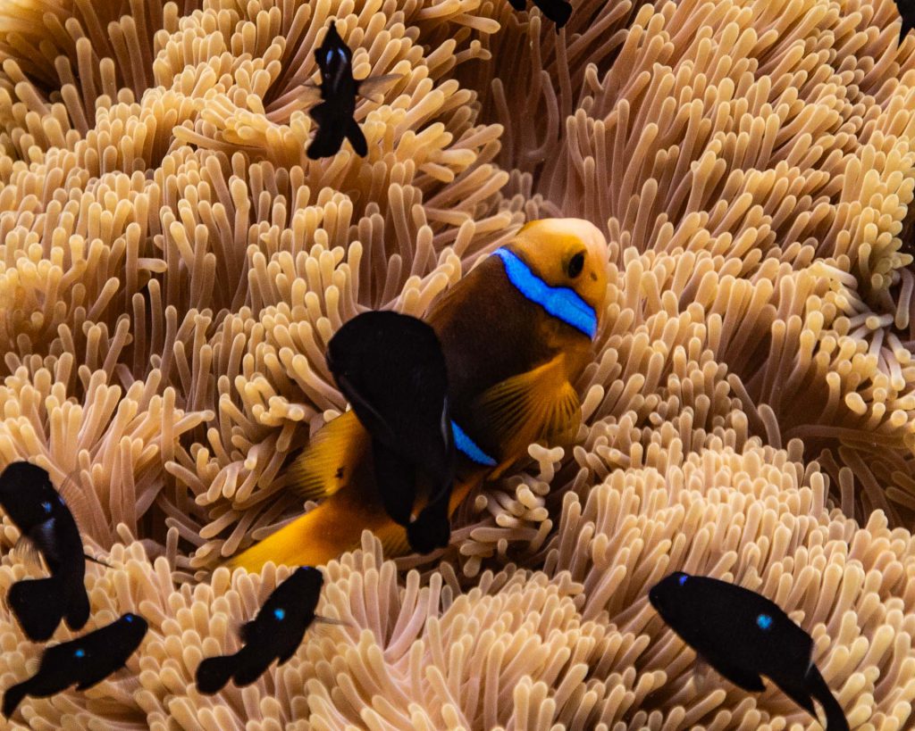 MARINE SPECIES – moorea-ocean-adventures.com
