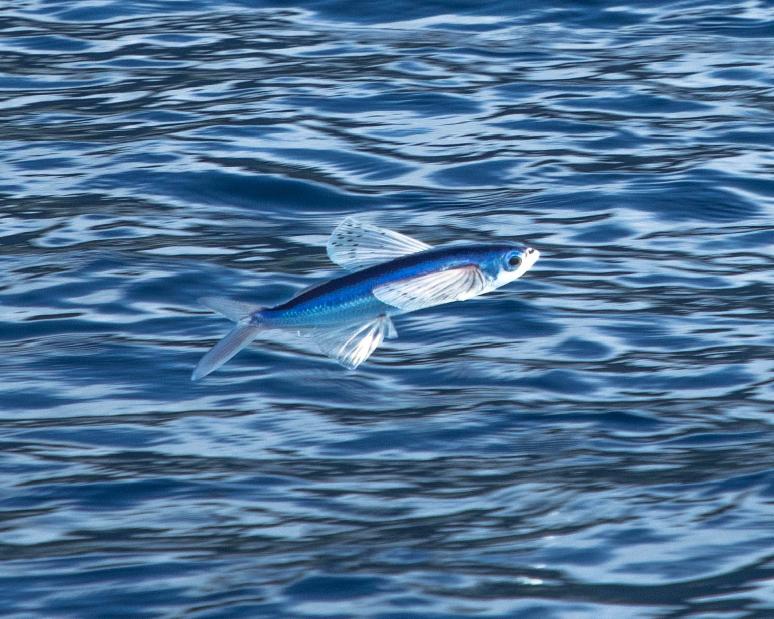 MARINE SPECIES – moorea-ocean-adventures.com