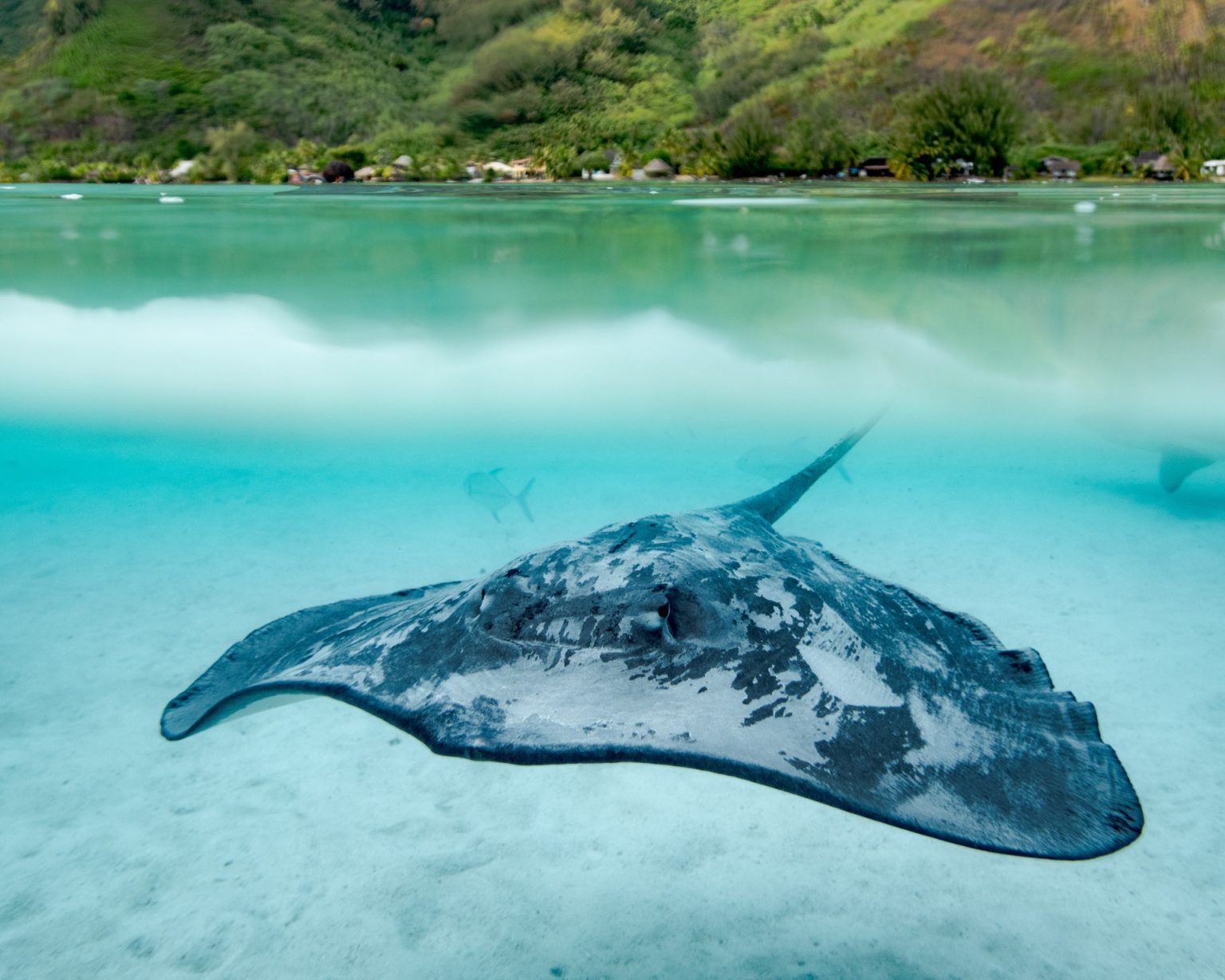 MARINE SPECIES – moorea-ocean-adventures.com