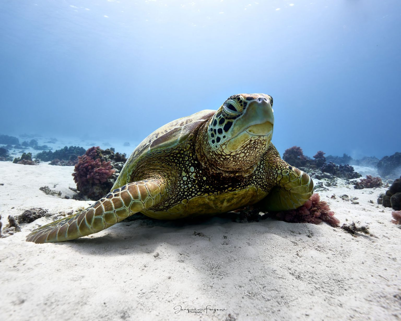 MARINE SPECIES – moorea-ocean-adventures.com
